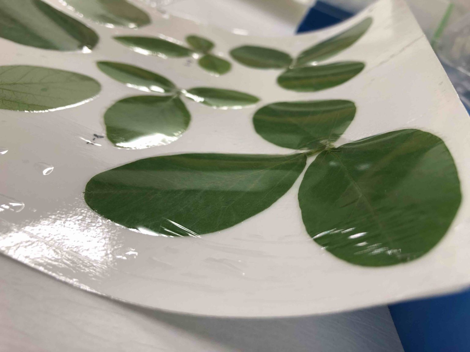 Radio Plant Physiology (Tanoi Lab)